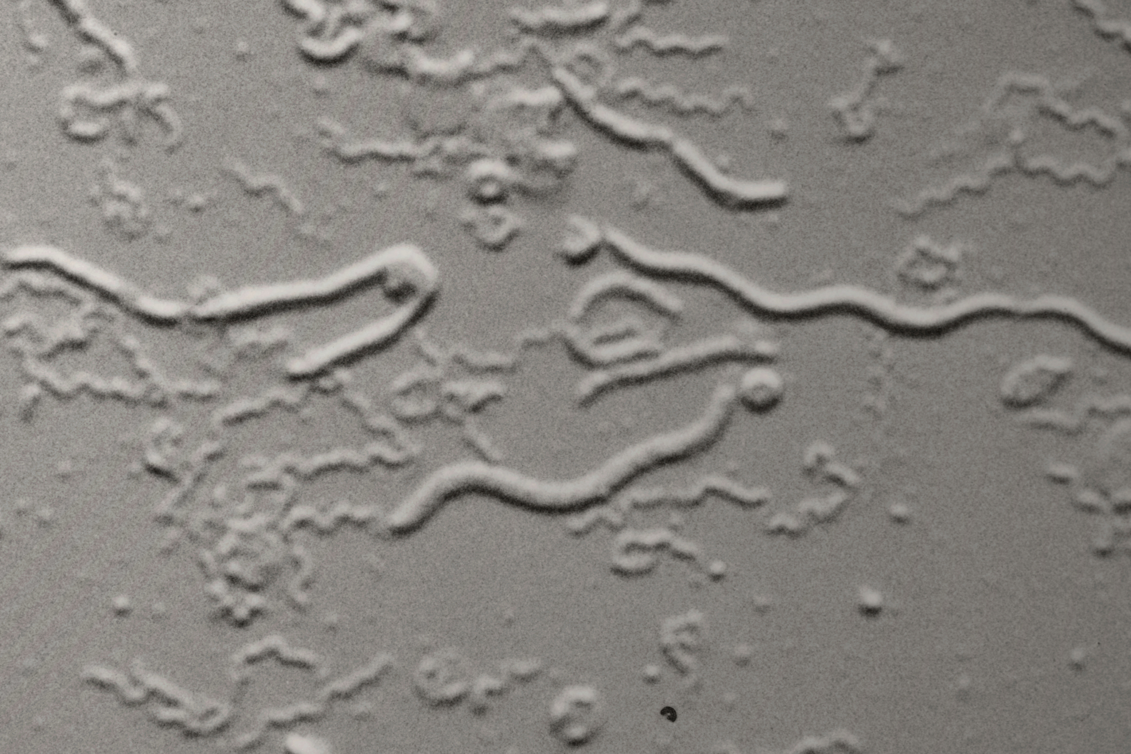 On Human Nature | American Academy of Arts and Sciences